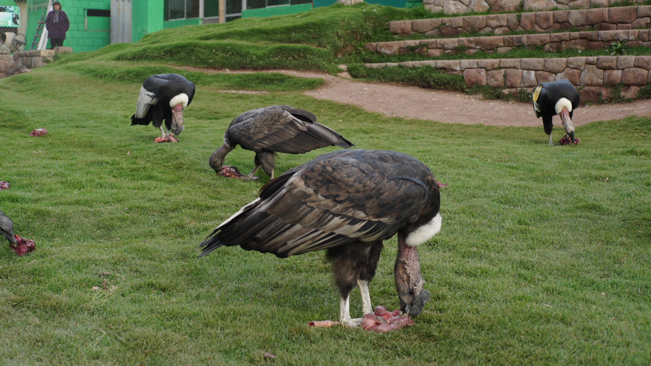 Cochahuasi animal sanctuary a place where animals are happy ...