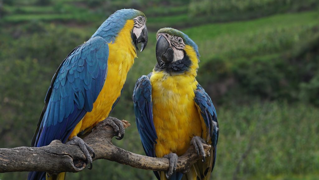 Cochahuasi animal sanctuary.