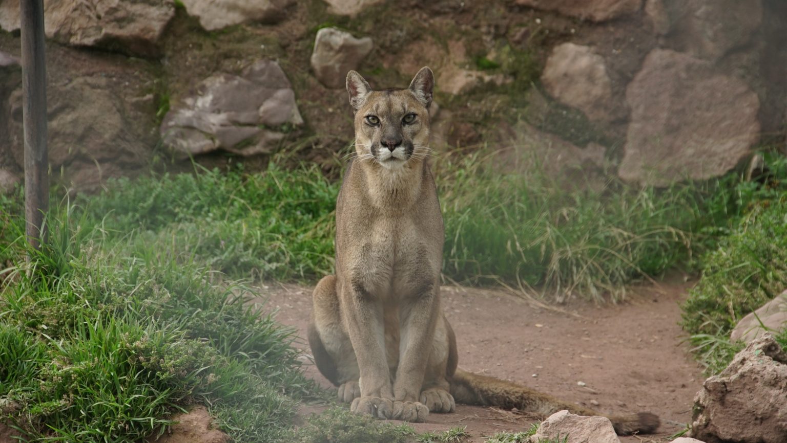 Cochahuasi animal sanctuary a place where animals are happy ...
