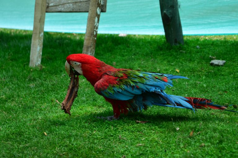Cochahuasi animal sanctuary.