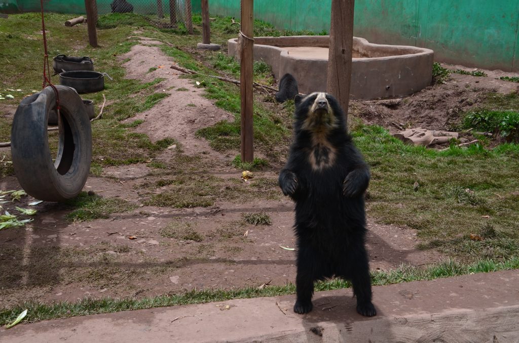 Cochahuasi animal sanctuary.