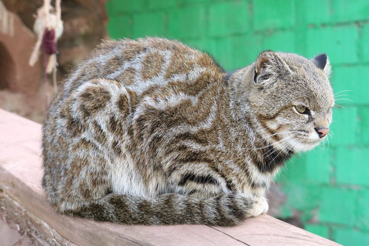 Cochahuasi animal sanctuary.